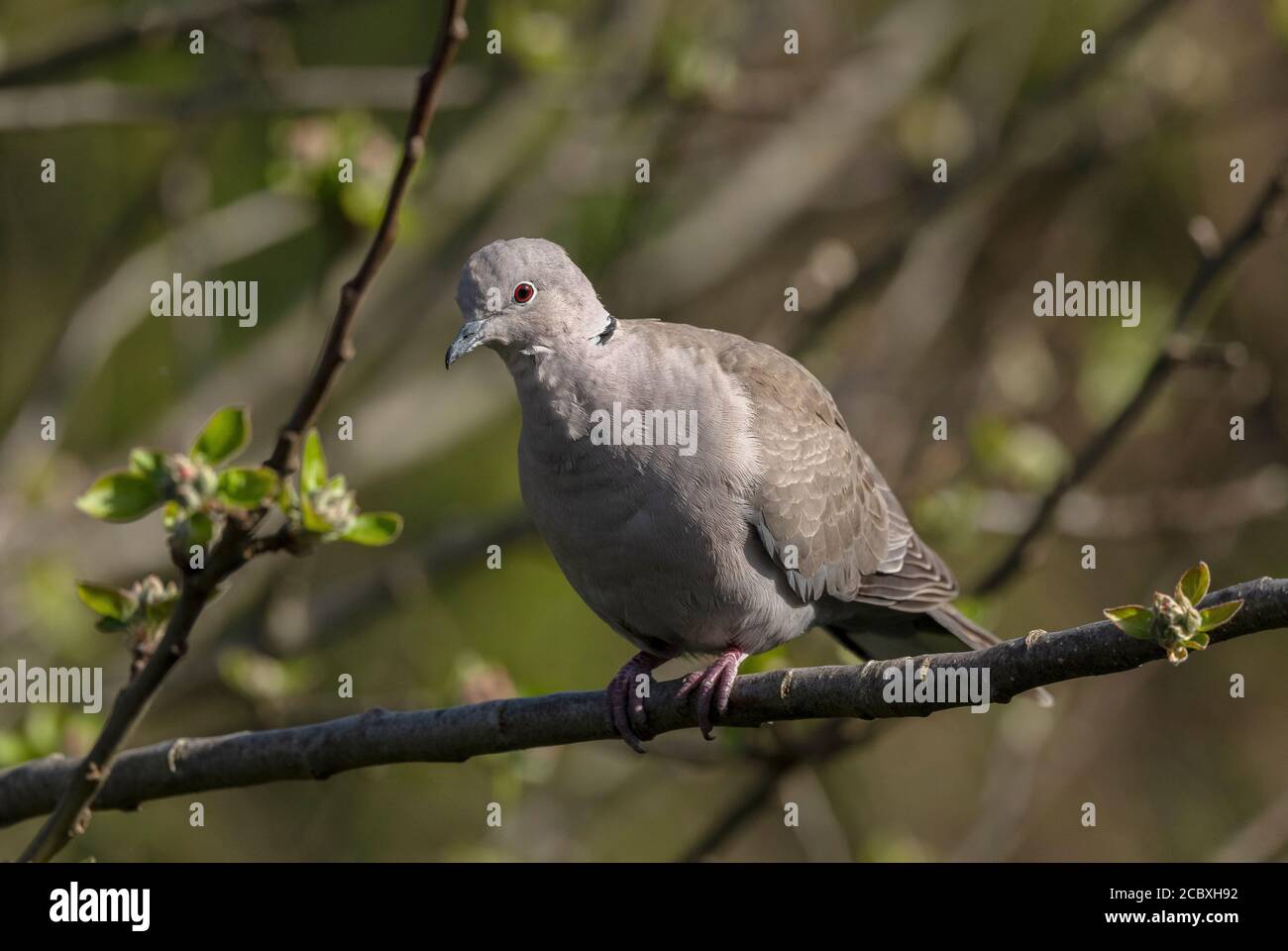 Collared dove, Streptopelia decaocto, perched in apple tree in spring ...