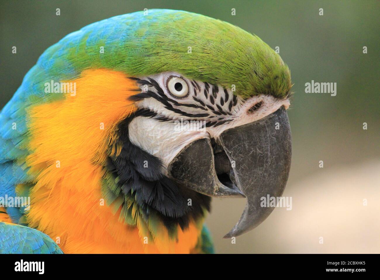 Female feet long toes hi-res stock photography and images - Alamy