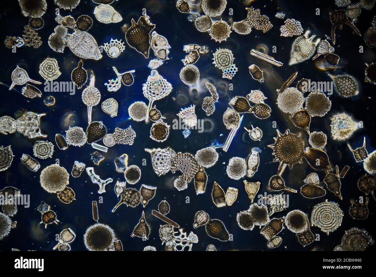 Radiolaria from Barbados Stock Photo - Alamy