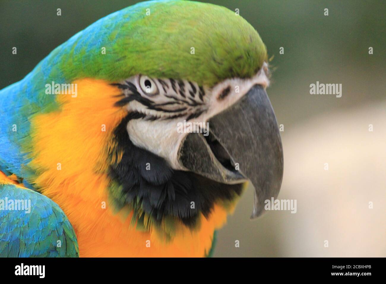 Light blue underparts hi-res stock photography and images - Alamy