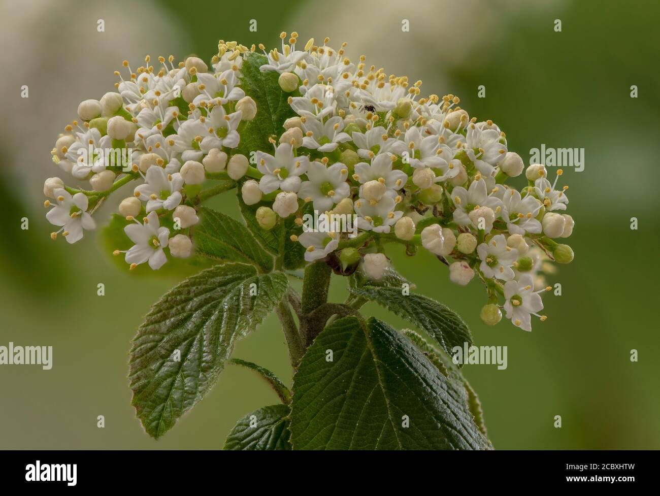 Wayfaring tree, Viburnum lantana, in flower in spring hedgerow Stock ...