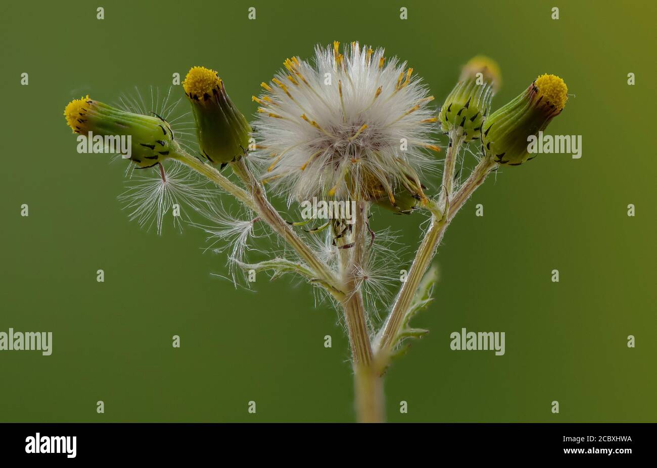 Common Groundsel, Senecio vulgaris, in flower and fruit Stock Photo - Alamy