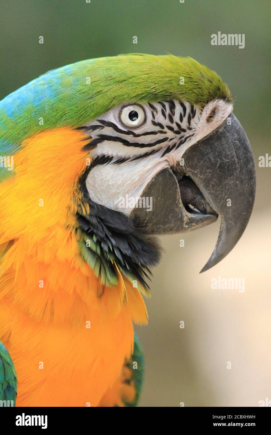 Loud macaw hi-res stock photography and images - Alamy