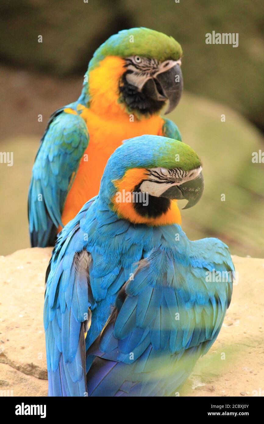 Parrot feet macaw hi-res stock photography and images - Alamy