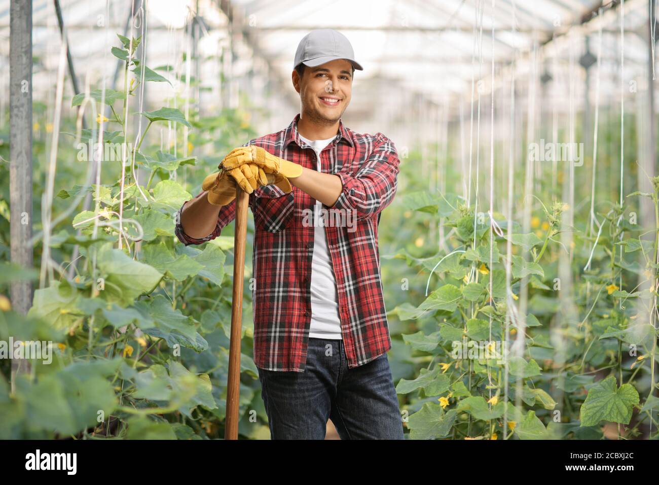 Male gardener posing on a cucumber field Stock Photo - Alamy