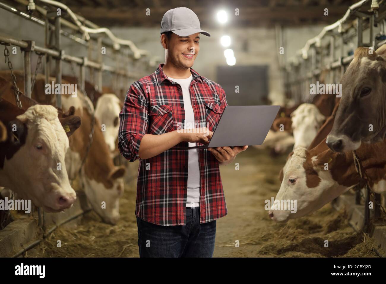 Male farmer working on a laptop computer inside a cowshed Stock Photo ...