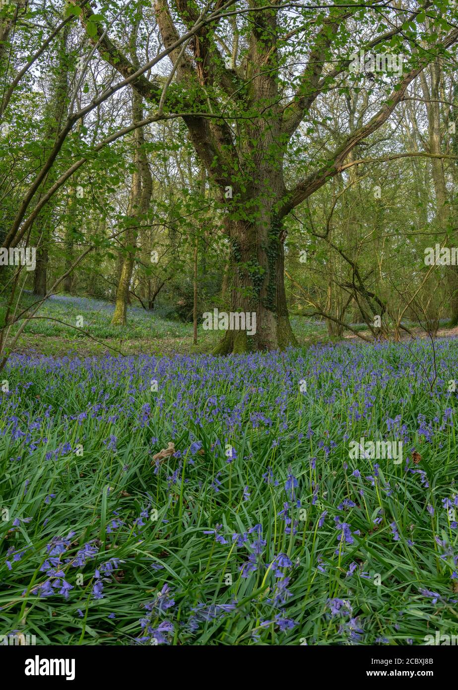 Oak tree in spring hi-res stock photography and images - Alamy