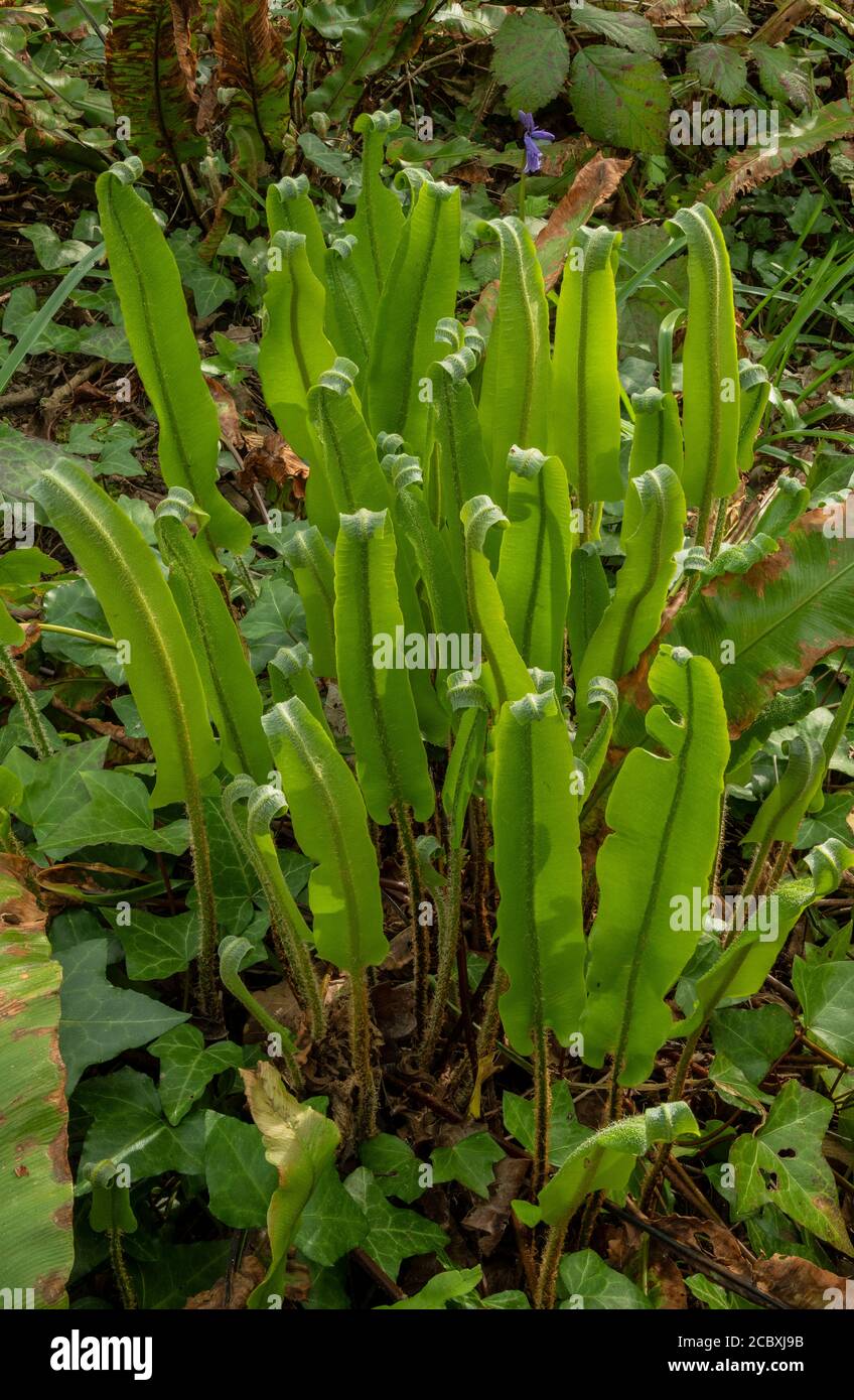 Hart's-tongue Fern, Asplenium scolopendrium, fronds unfurling in spring ...