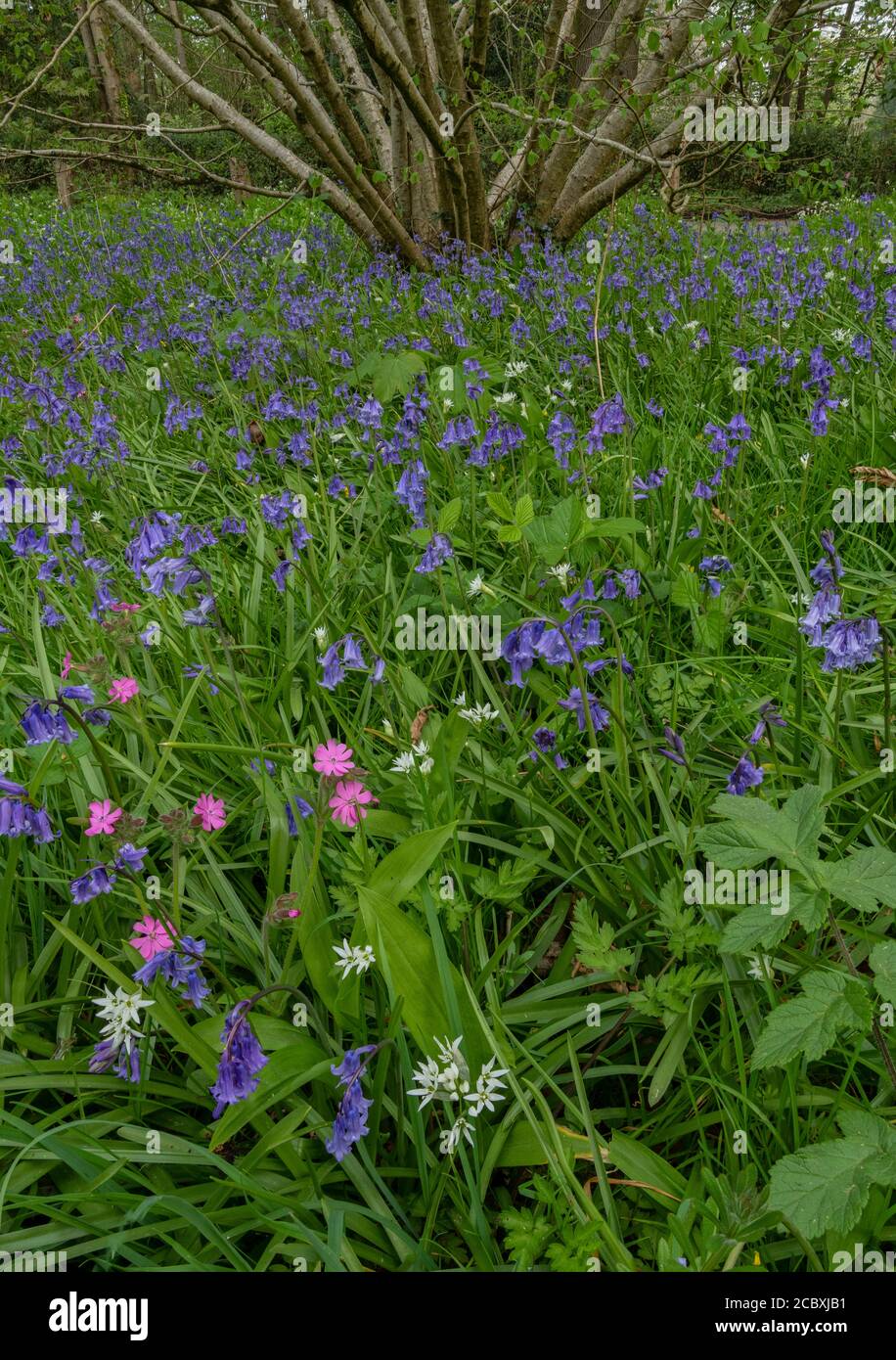 Spring woodland flowers under Hazel coppice, mainly Bluebells, Red ...