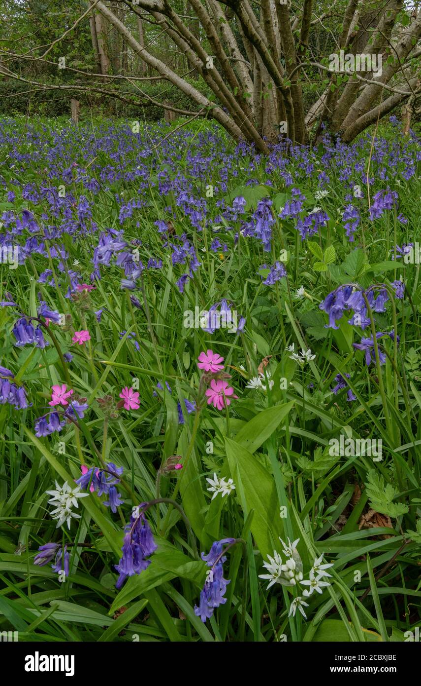 Spring woodland flowers under Hazel coppice, mainly Bluebells, Red ...