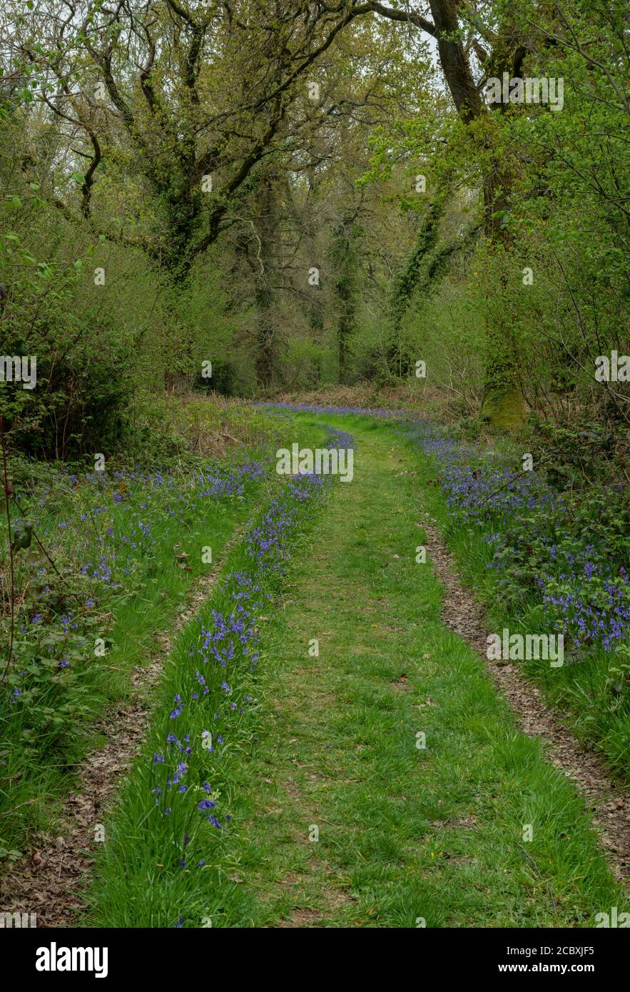 Ride edged with Bluebells in spring in Ashley Wood, East Dorset. DWT ...