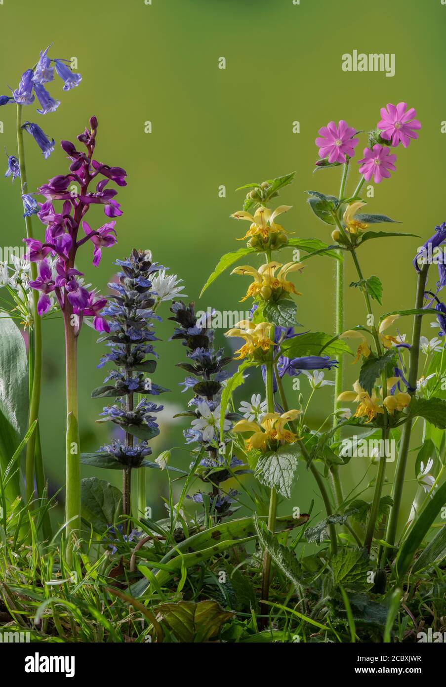 Spring flowers in species-rich woodland clearing, including Bugle ...