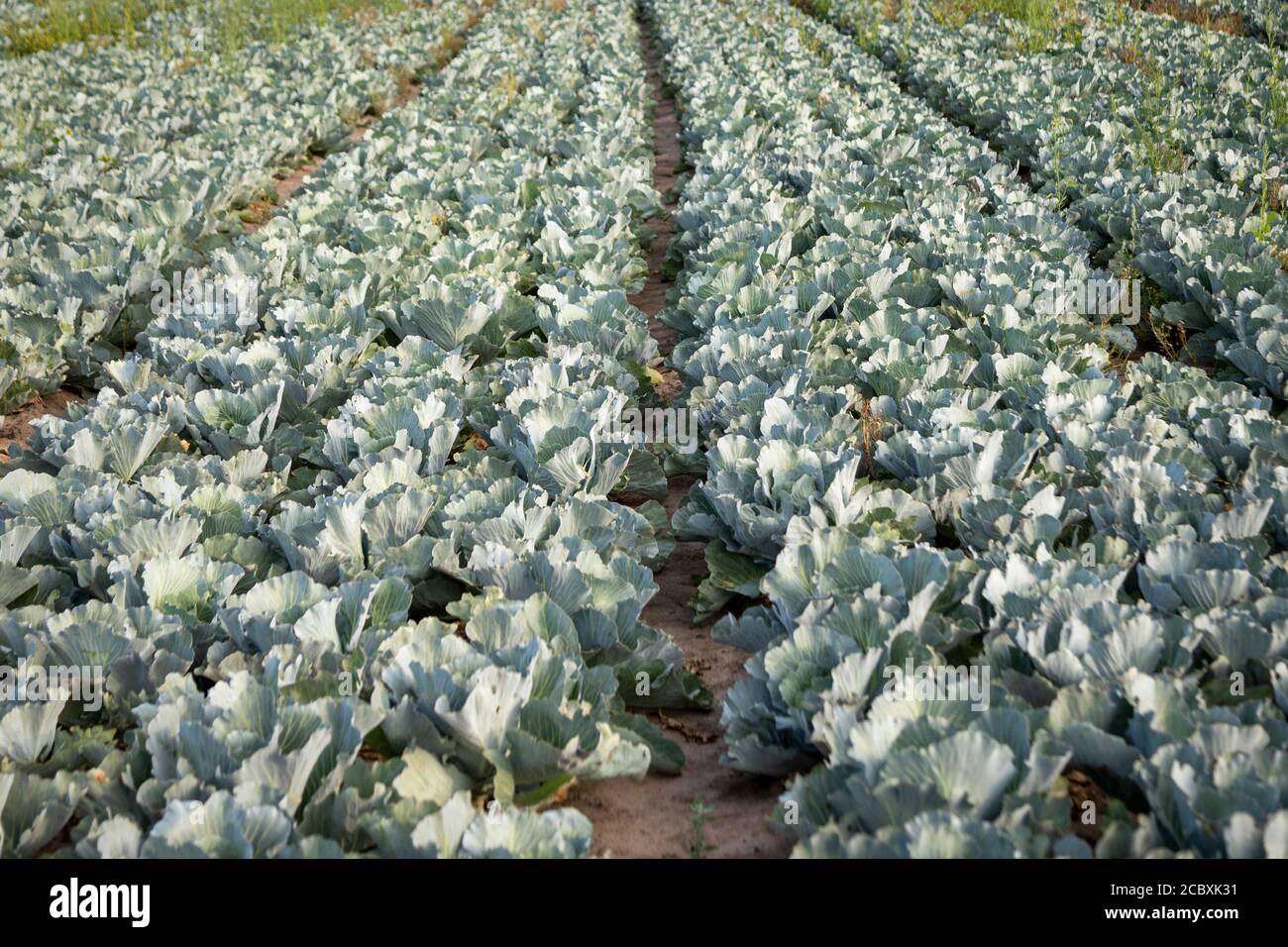 white cabbage field, ready to harvest, farmland Stock Photo - Alamy