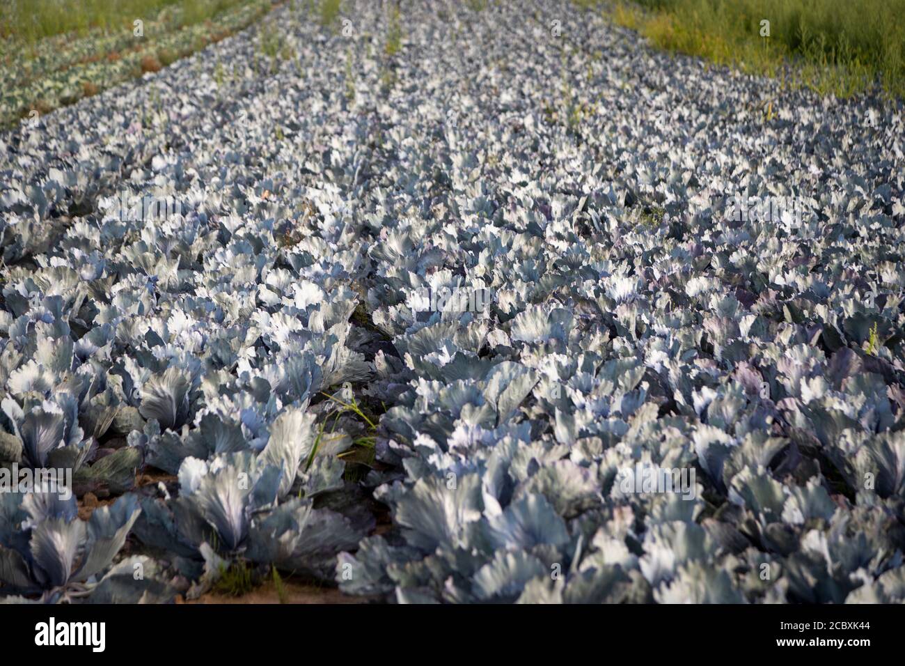 Cabbage cultivate hi-res stock photography and images - Alamy