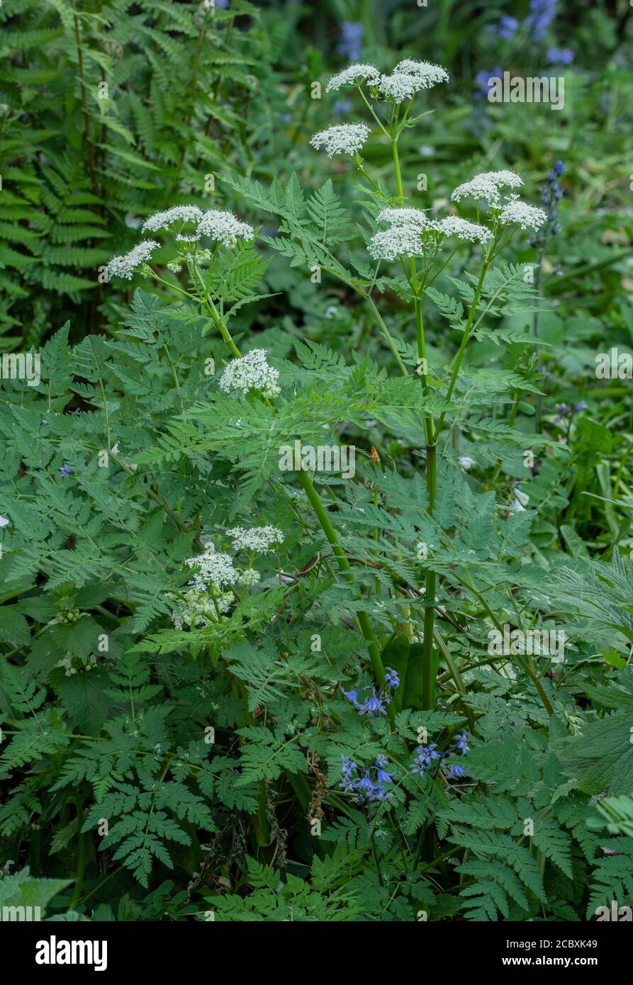 Sweet cicely, Myrrhis odorata, cicely, in flower on shady road-verge ...