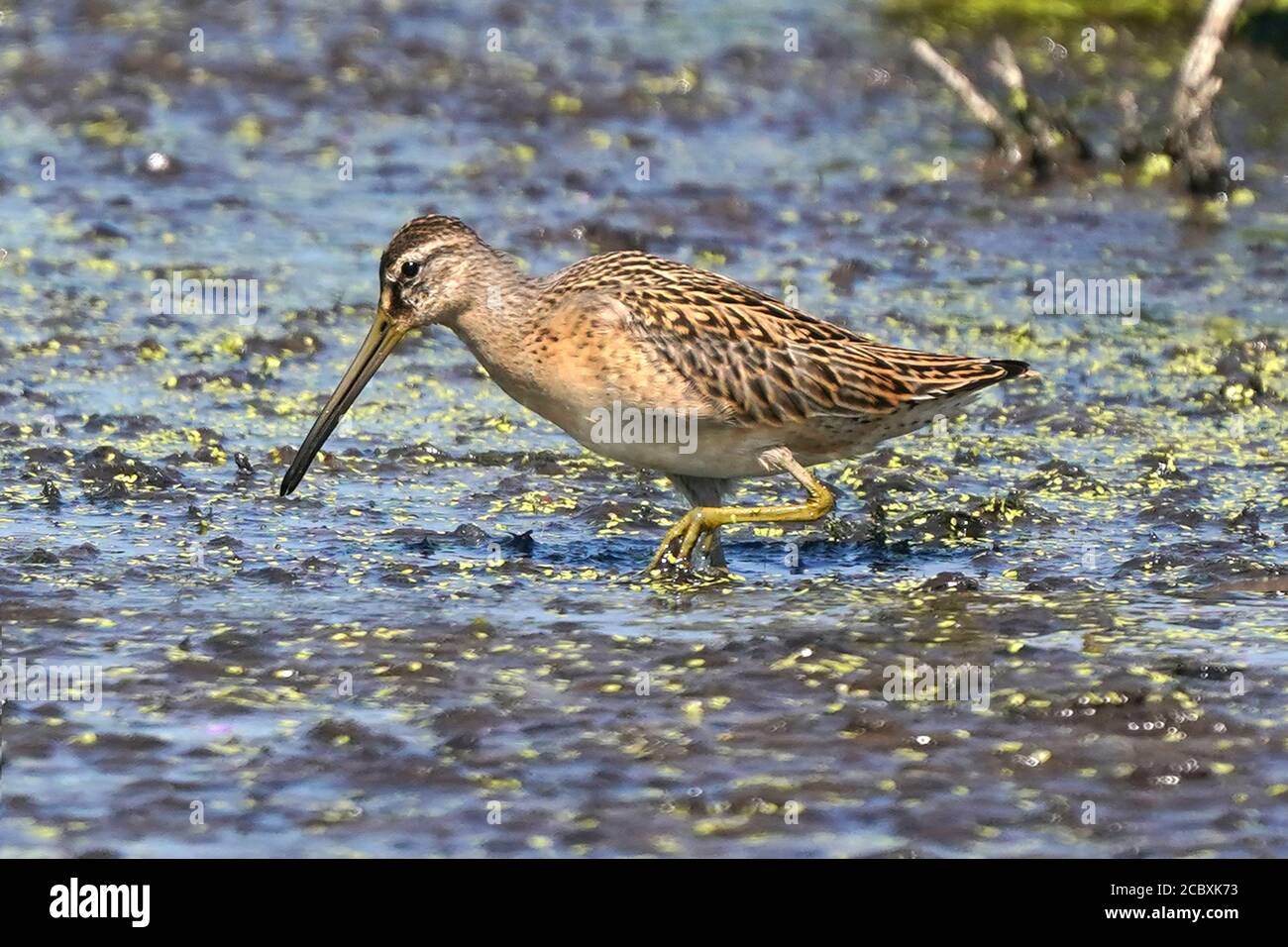 Short billed dowitcher feeding hi-res stock photography and images - Alamy