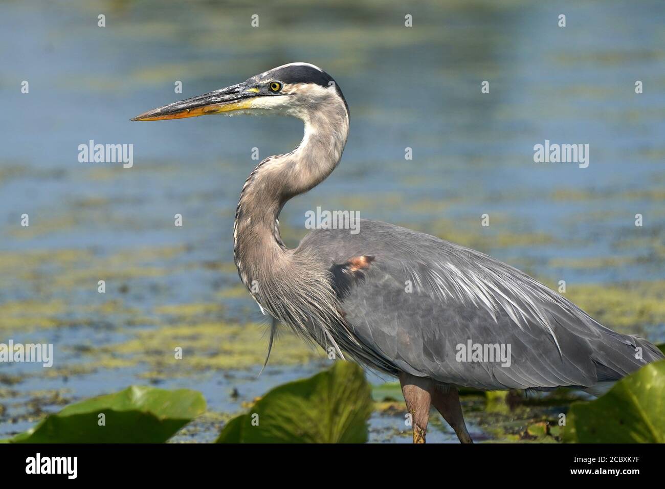 Great Blue Heron in Marsh land ecosystem Stock Photo - Alamy