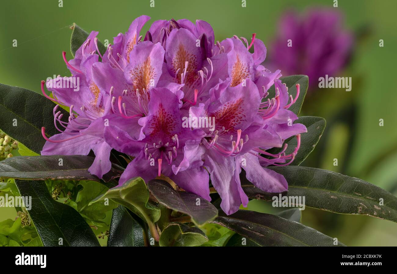 Common rhododendron, Rhododendron ponticum, in flower in spring Stock ...