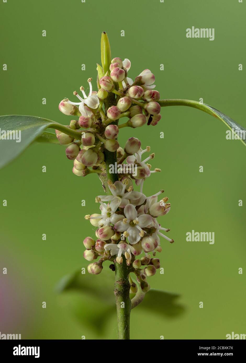 Spring of holly hi-res stock photography and images - Alamy