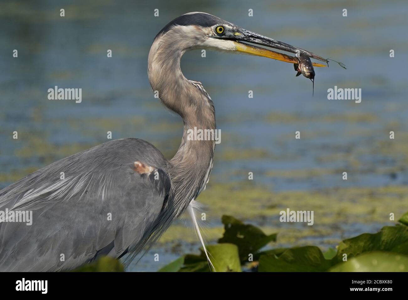 Great Blue Heron in Marsh land ecosystem Stock Photo - Alamy