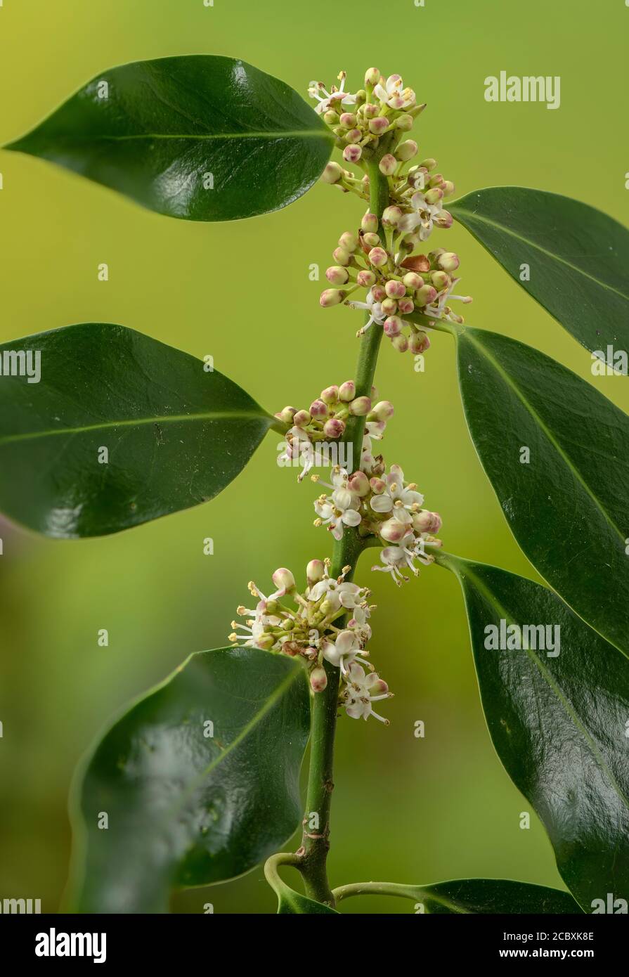 Male flowers of Common holly, Ilex aquifolium, in spring Stock Photo ...