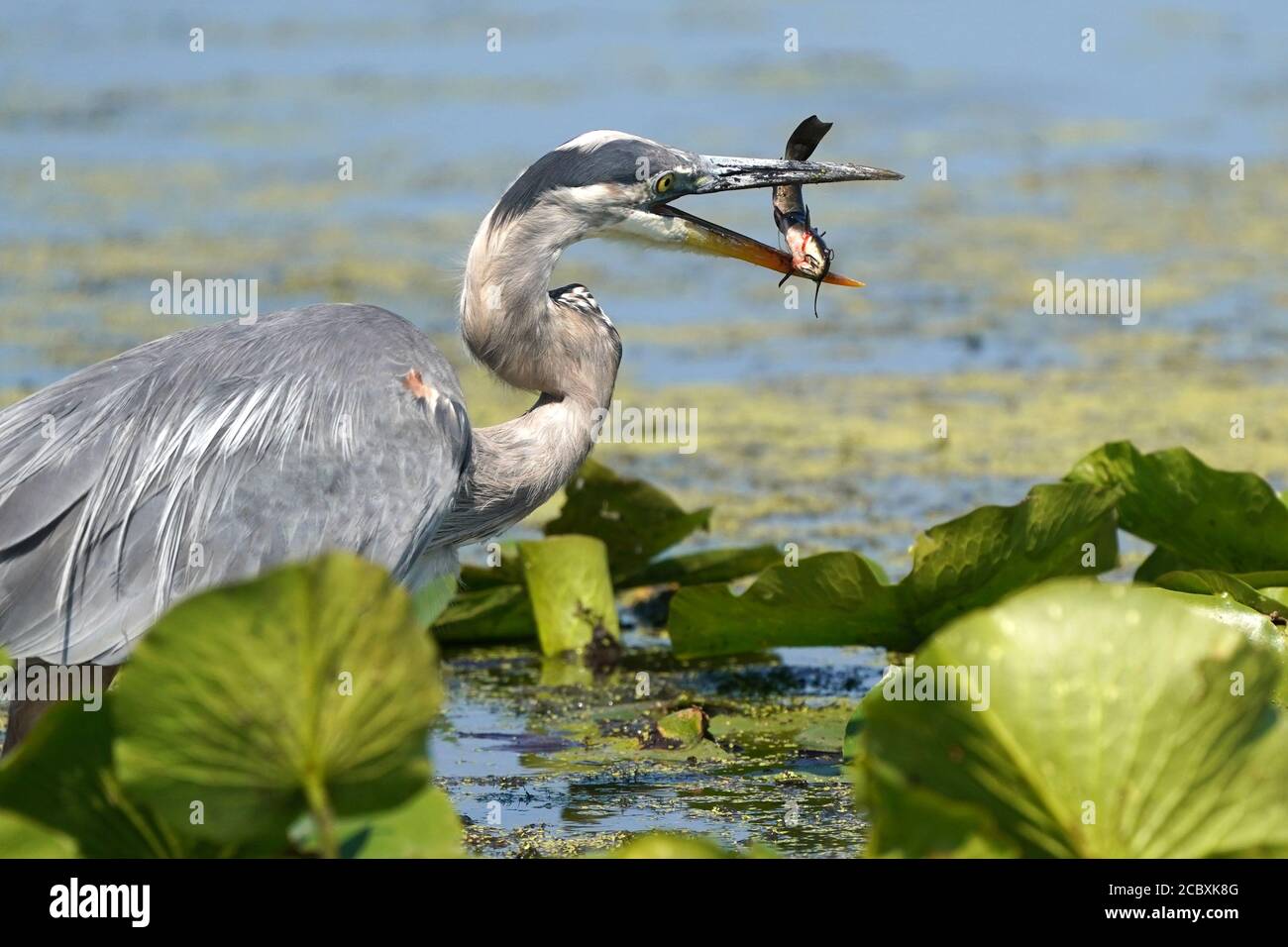 Great Blue Heron in Marsh land ecosystem Stock Photo - Alamy