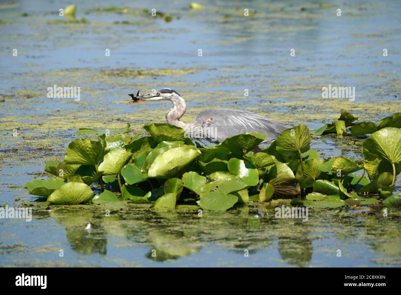 Great Blue Heron in Marsh land ecosystem Stock Photo - Alamy