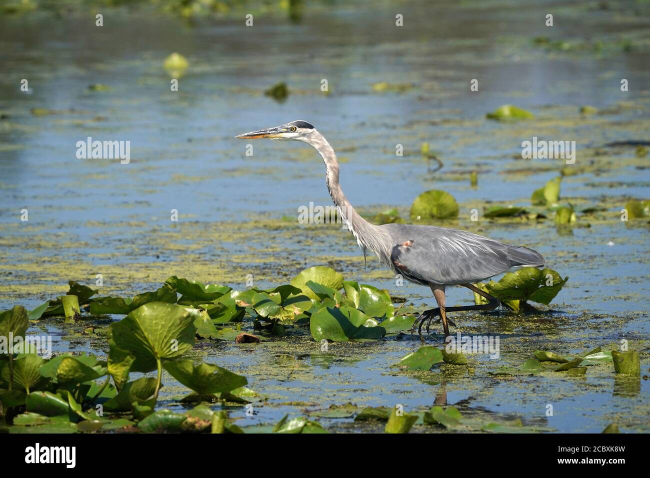Great Blue Heron In Marsh Land Ecosystem Stock Photo Alamy