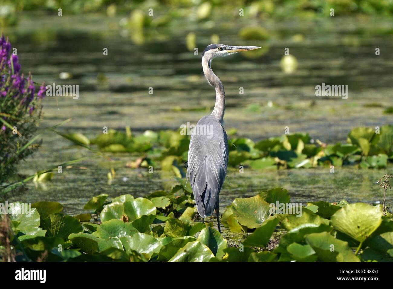 Great Blue Heron in Marsh land ecosystem Stock Photo - Alamy