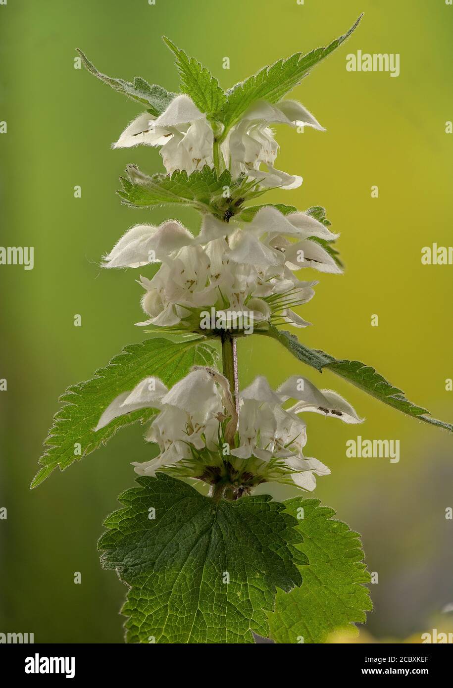 White dead-nettle, Lamium album, in flower in woodland glade Stock ...