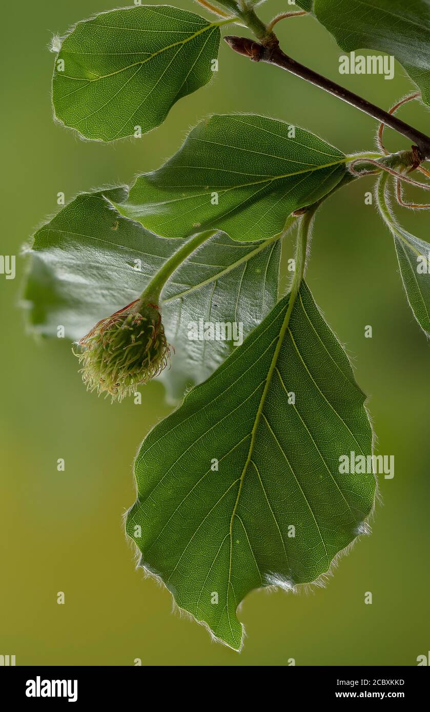 Beech mast fagus sylvatica woodland hi-res stock photography and images ...