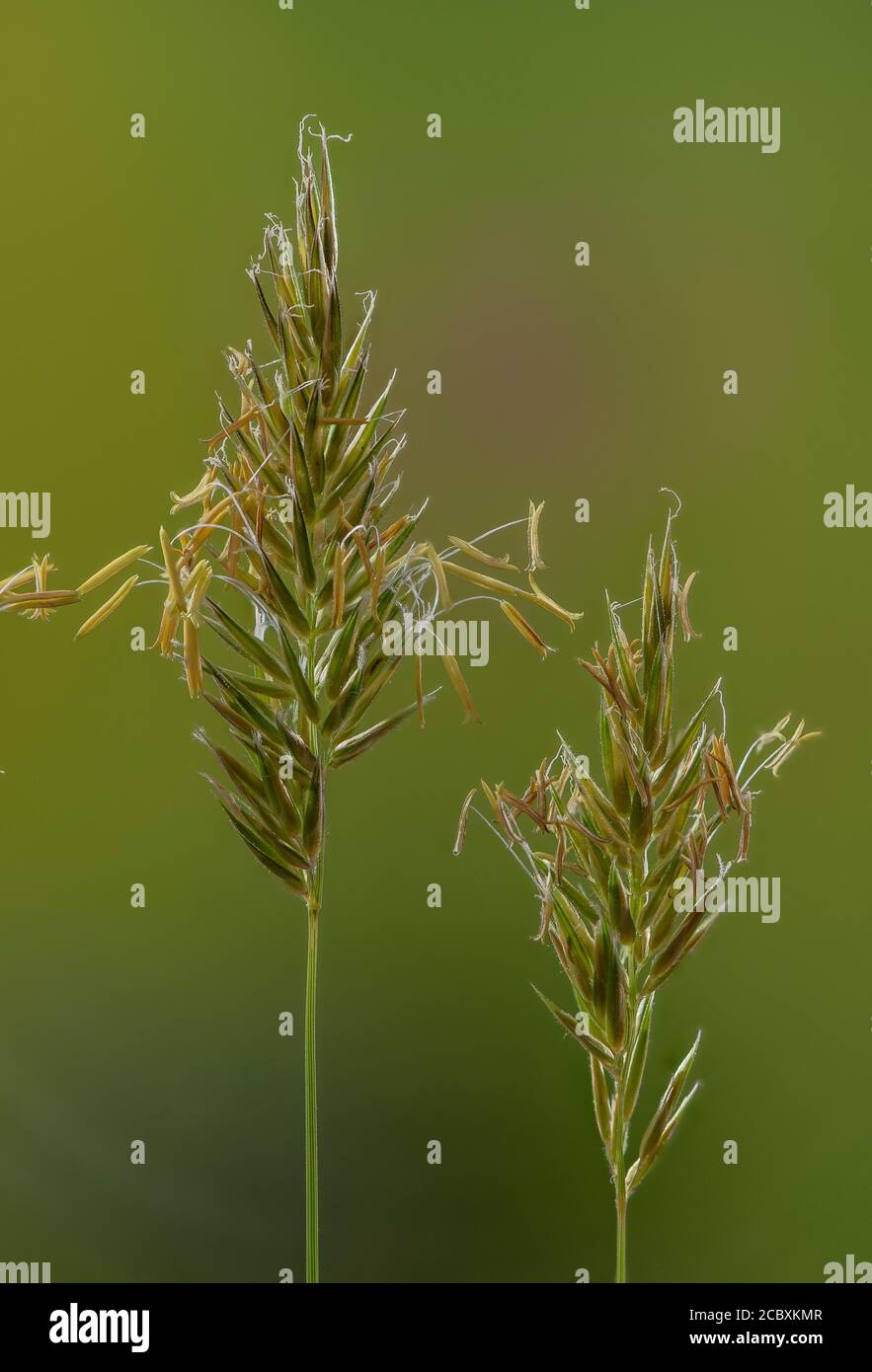 Sweet vernal grass, Anthoxanthum odoratum in flower in meadow in spring ...