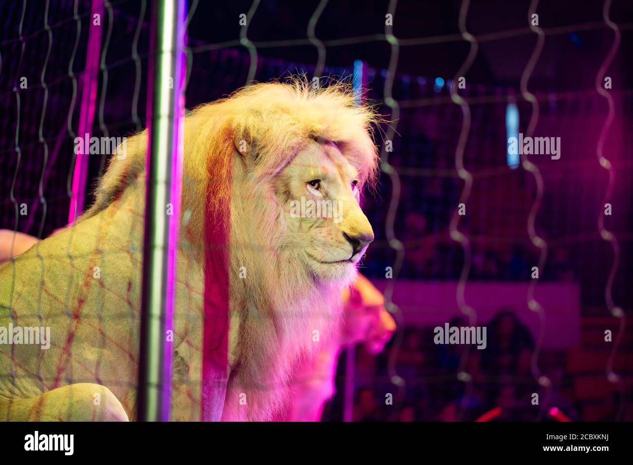 Lion in a circus cage, circus performance Stock Photo - Alamy