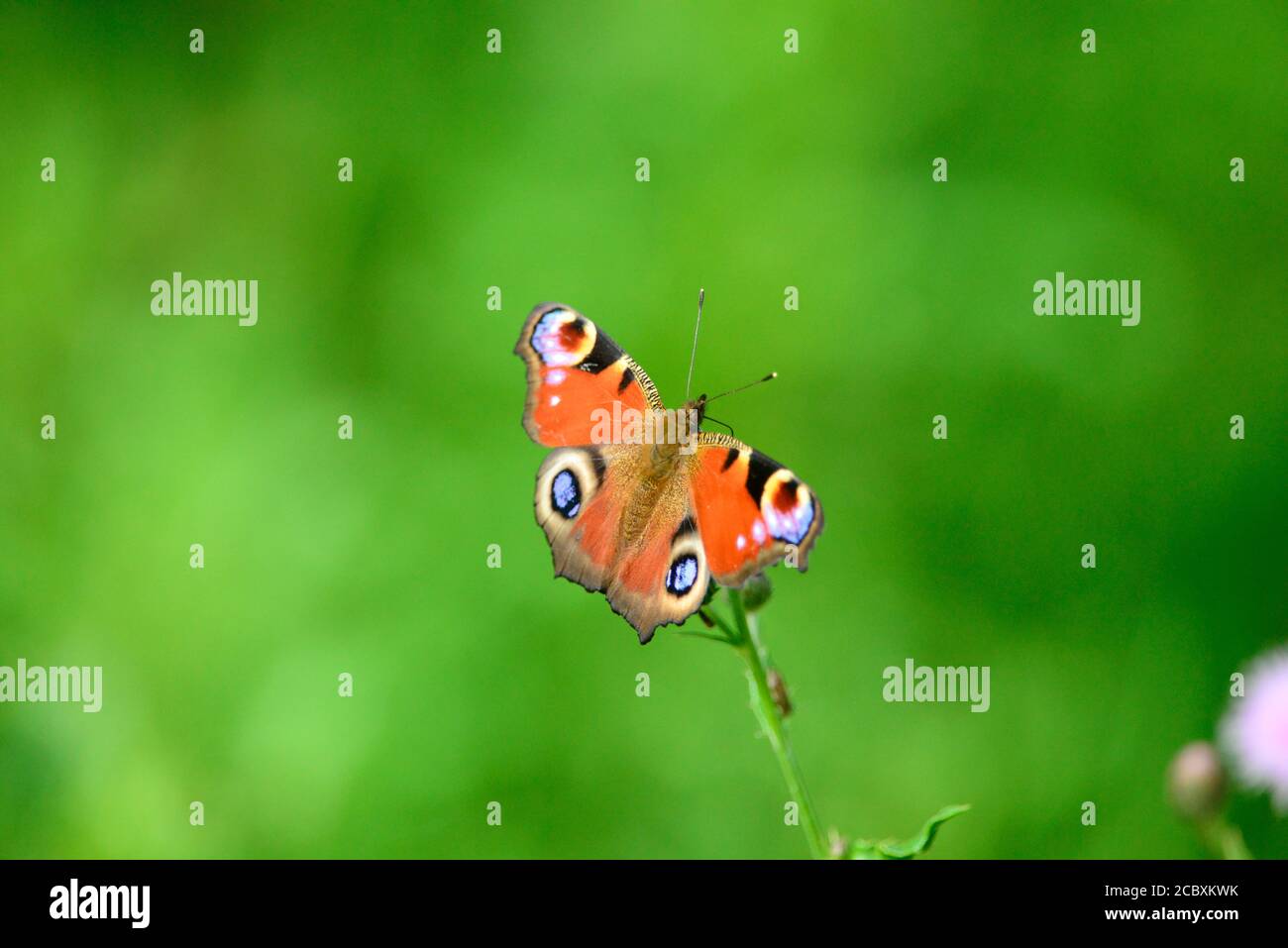 Hibernating butterfly hi-res stock photography and images - Alamy