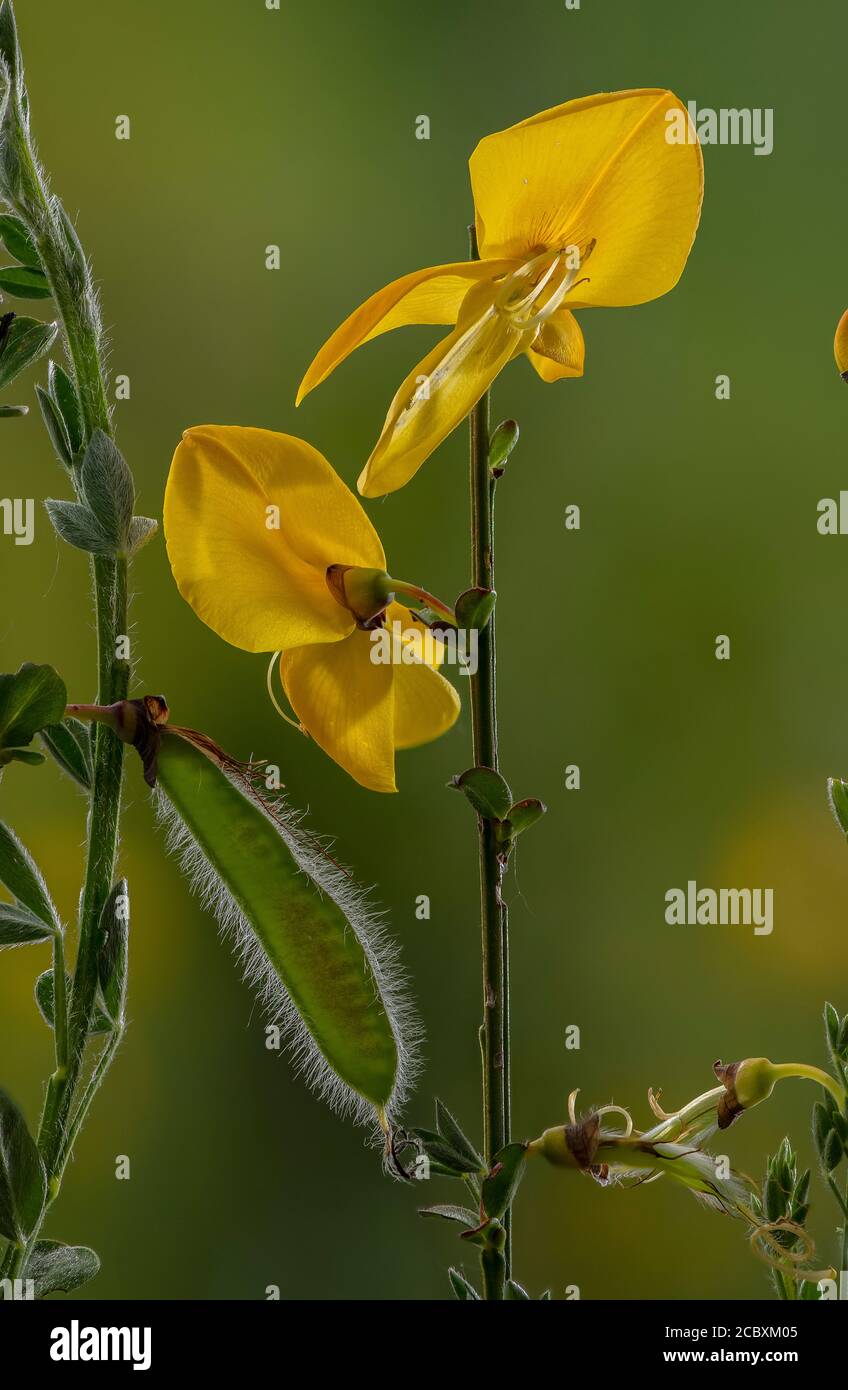 Cytisus scoparius flowering broom shrub hi-res stock photography and ...