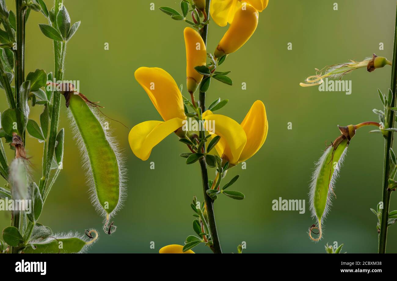 Broom, Cytisus scoparius, in flower and fruit in early spring Stock ...