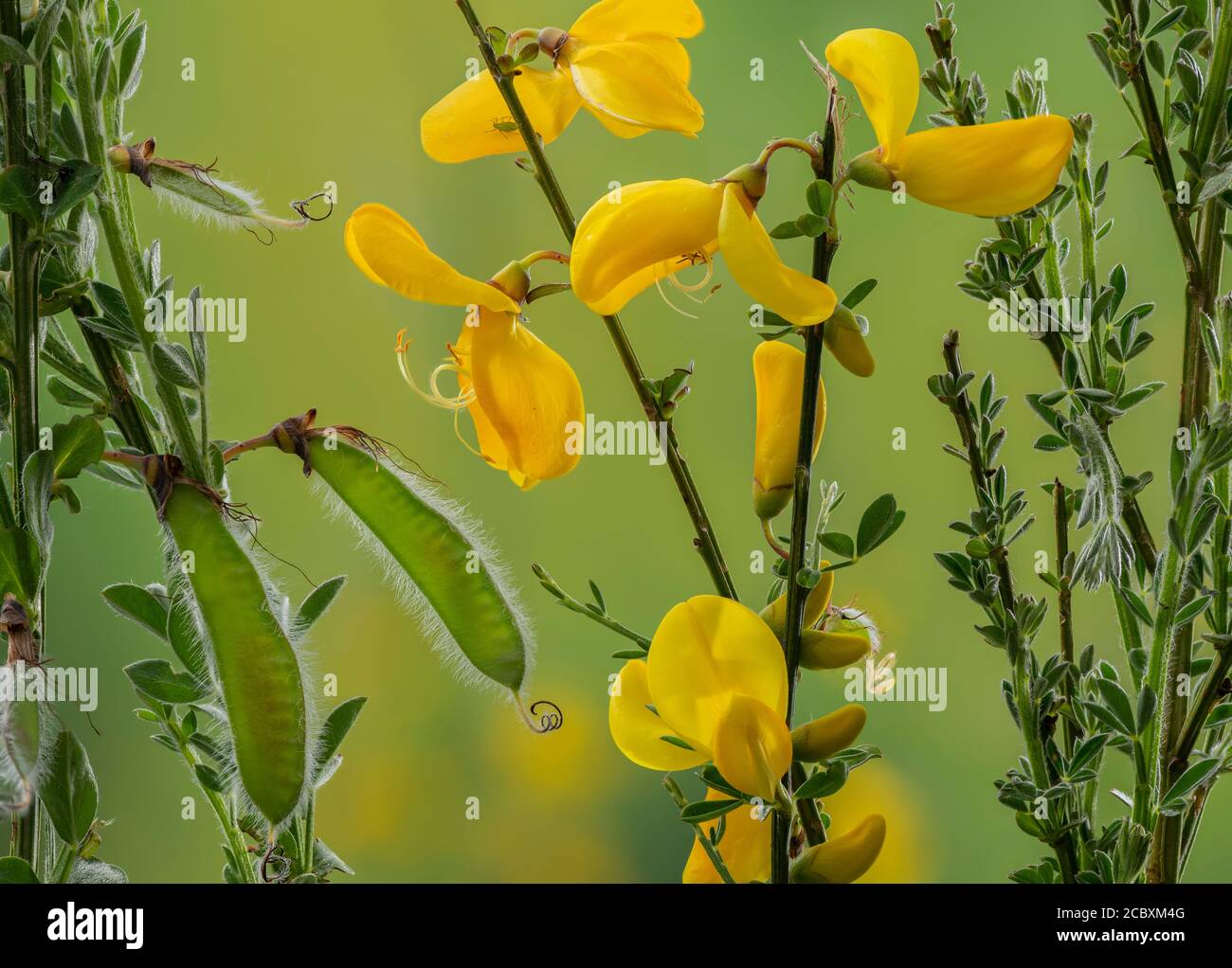 Broom, Cytisus scoparius, in flower and fruit in early spring Stock ...