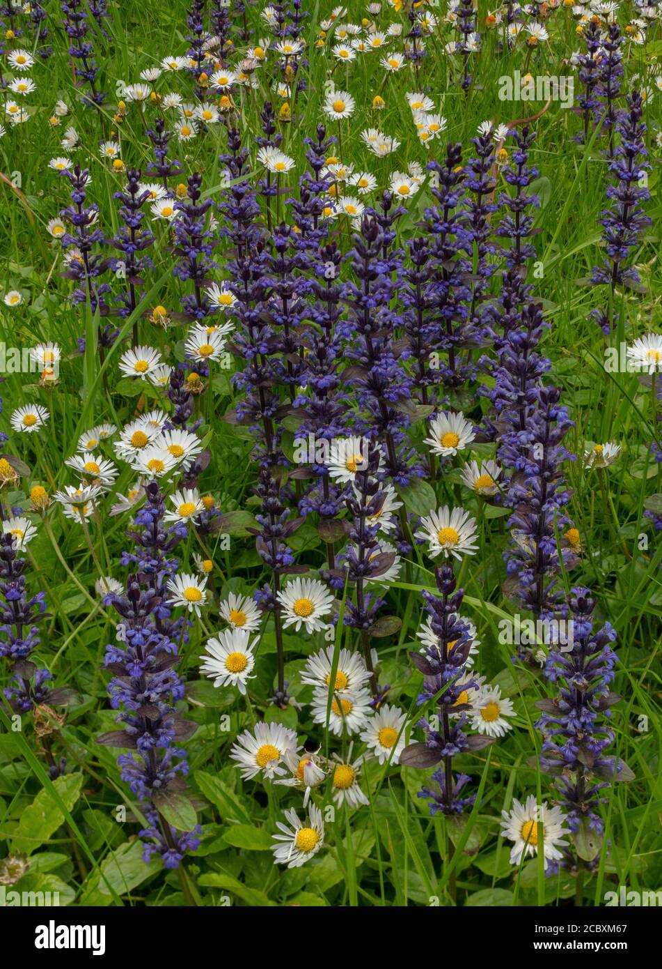 Daisy Daisies Roadside High Resolution Stock Photography and Images - Alamy