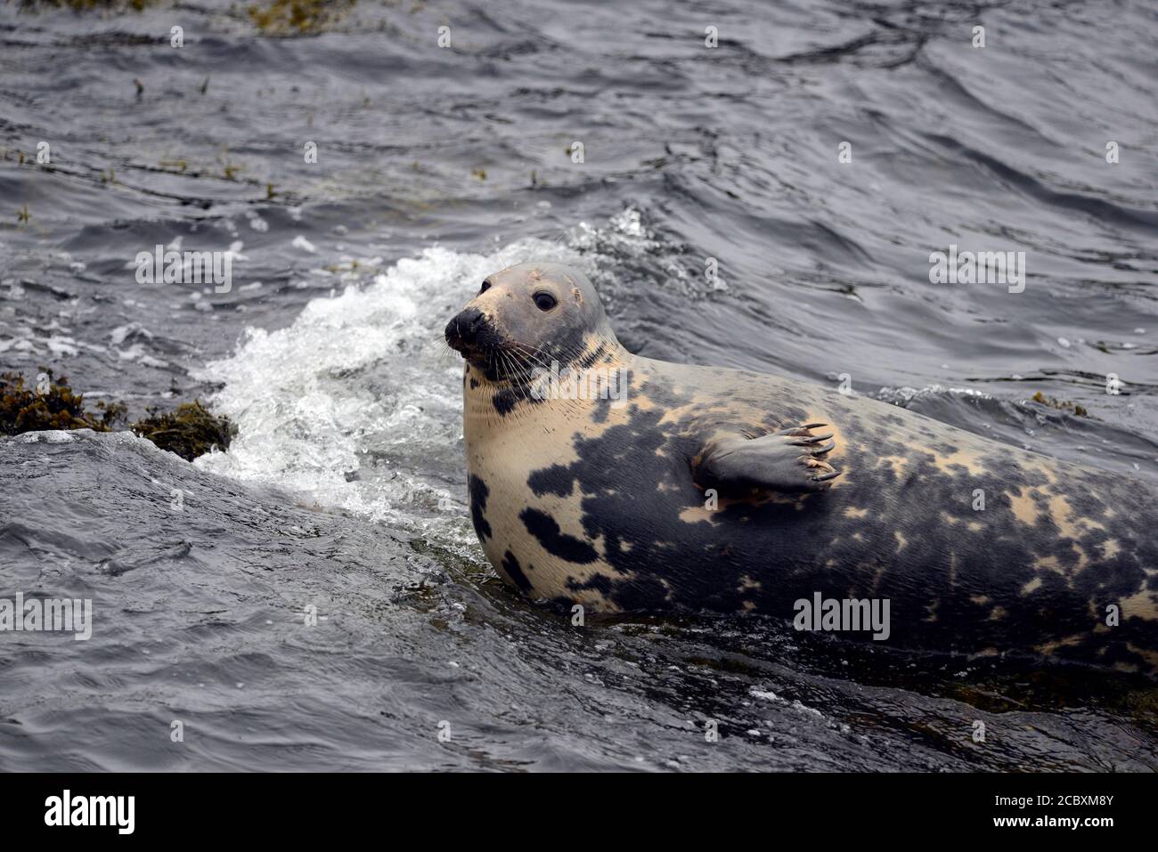 Earless seal fish hi-res stock photography and images - Alamy