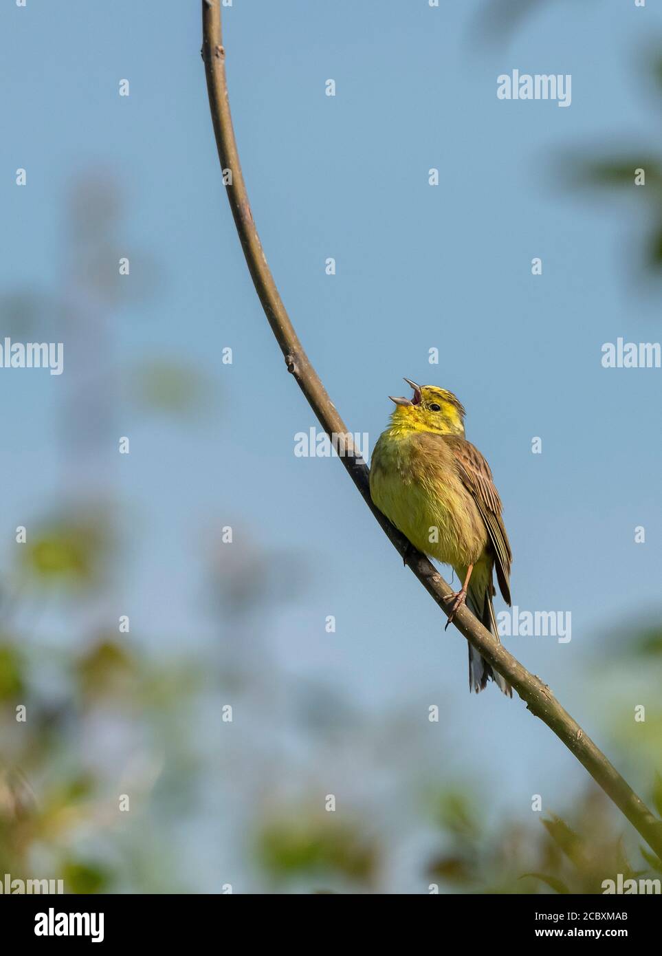 Male Yellowhammer, Emberiza citrinella singing in hedge in spring ...