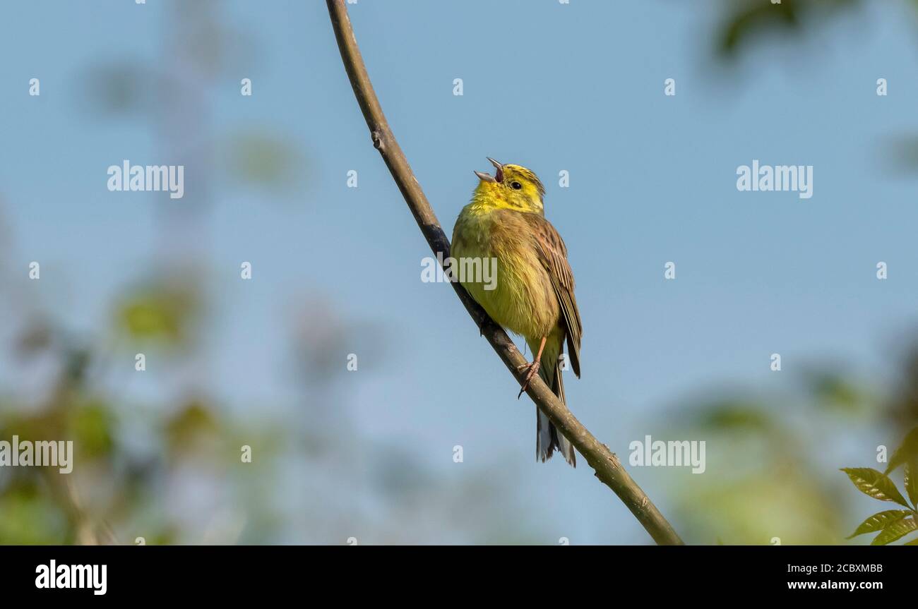 Male Yellowhammer, Emberiza citrinella singing in hedge in spring ...
