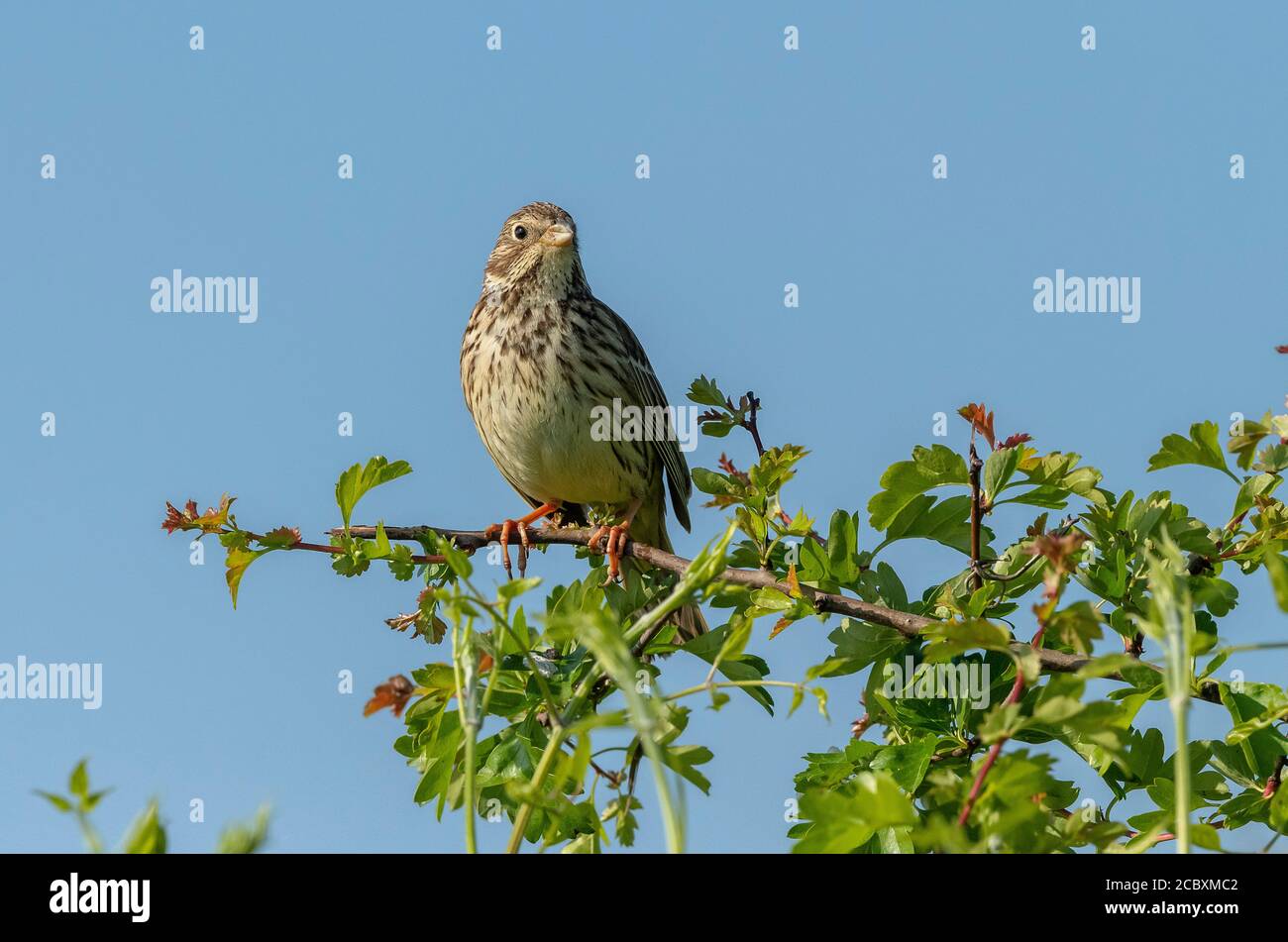 Corn bunting hawthorn bush hi-res stock photography and images - Alamy