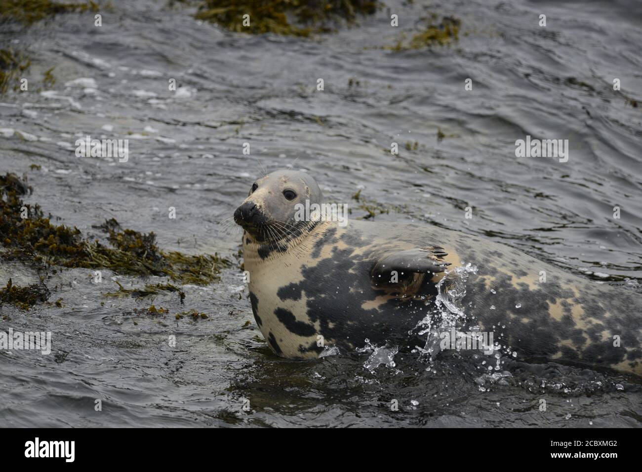 Killer whale seal hi-res stock photography and images - Alamy