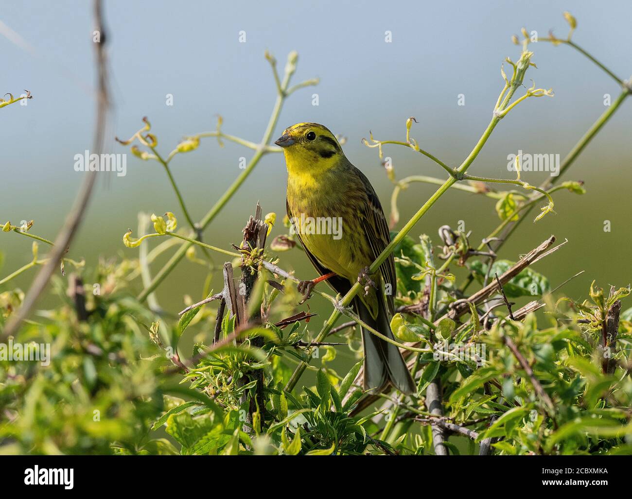 Male Yellowhammer, Emberiza citrinella in hedge in spring breeding ...