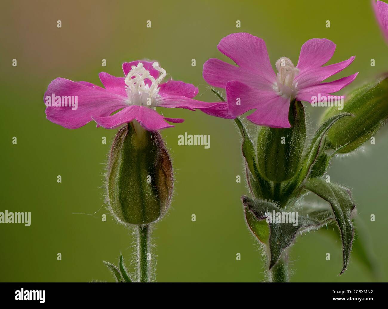 Red campion, Silene dioica female plants in flower in spring Stock ...