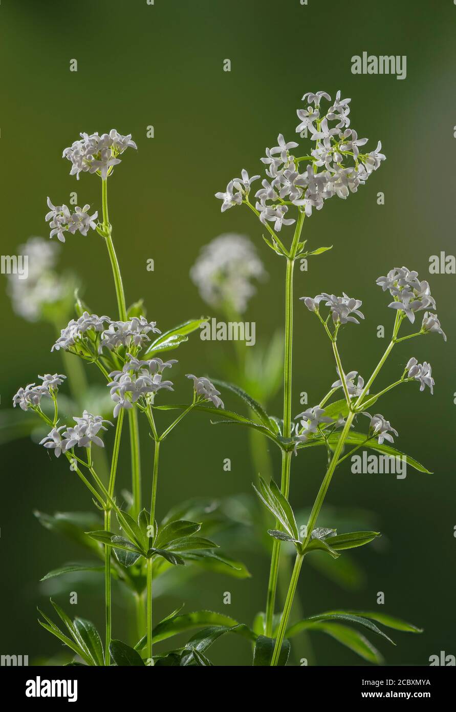 Galium odoratum hi-res stock photography and images - Alamy