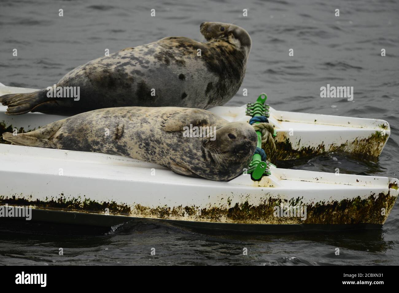 Predator cannibalism fish hi-res stock photography and images - Alamy