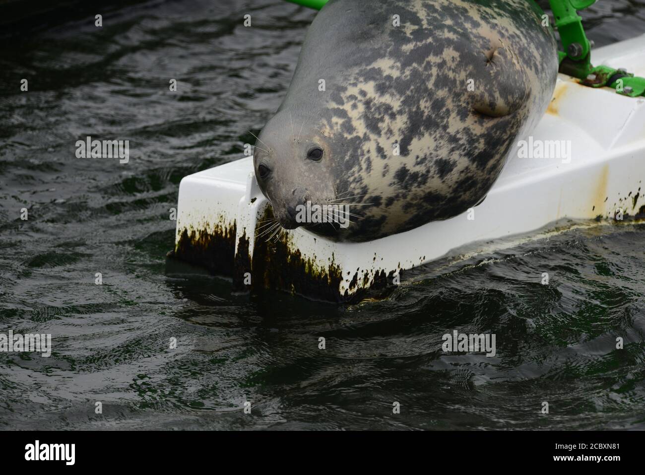 Mythological animal seal hi-res stock photography and images - Alamy
