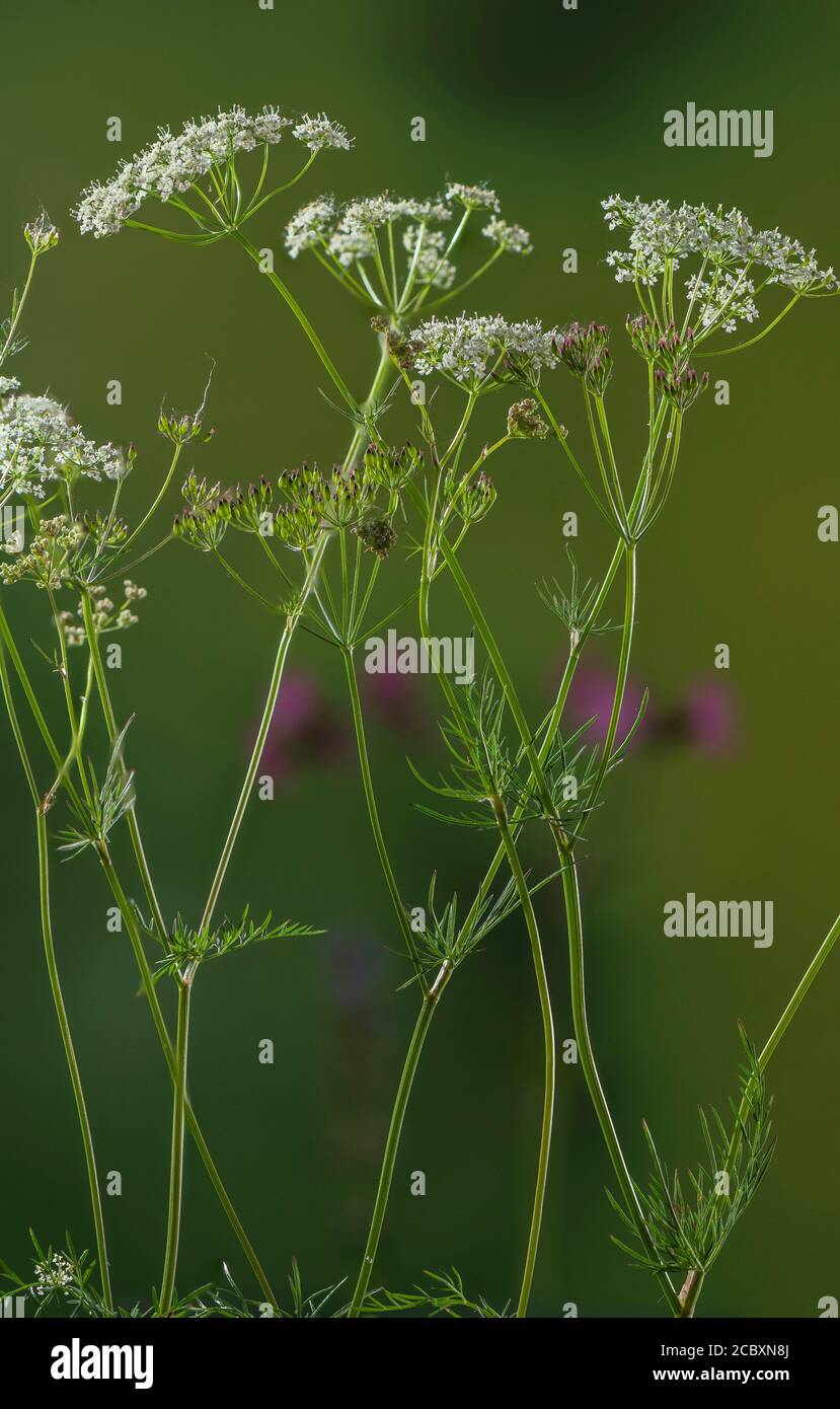 Pignut, Conopodium majus, in flower in grassland, Dorset Stock Photo ...