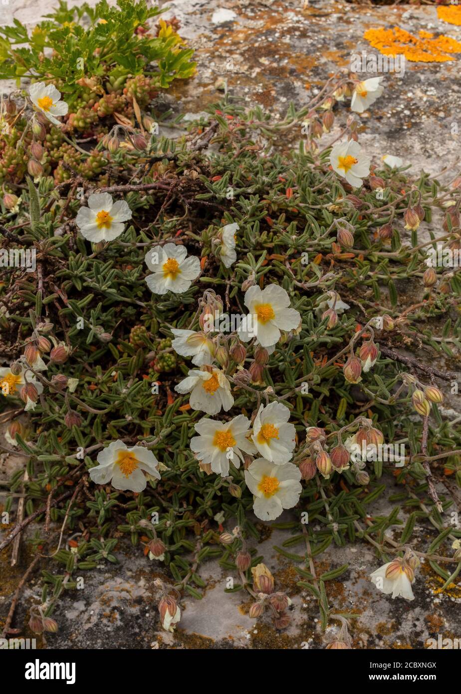 White Rock-rose, Helianthemum apenninum, growing on limestone on Berry ...